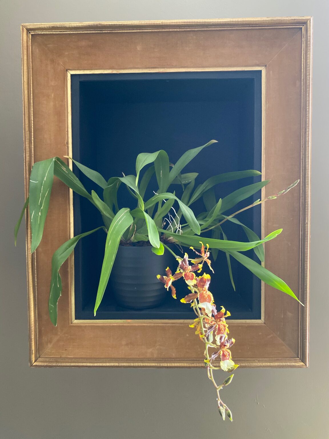 Vintage Plant Shadow Box – Baverstock Gardens